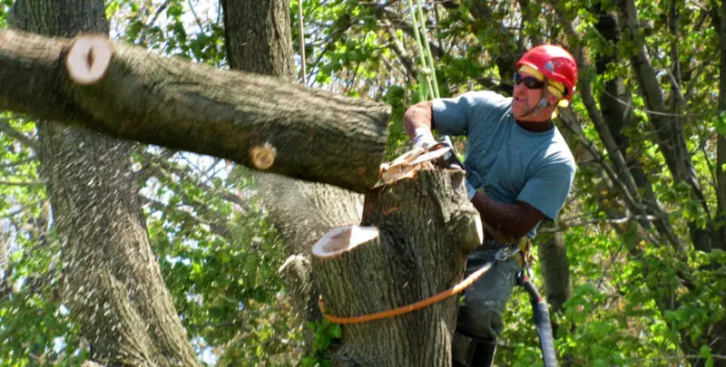 Top 10 Questions to Ask When Hiring a Tree Service