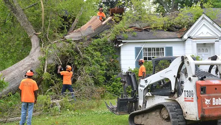 Top 10 Questions to Ask When Hiring a Tree Service