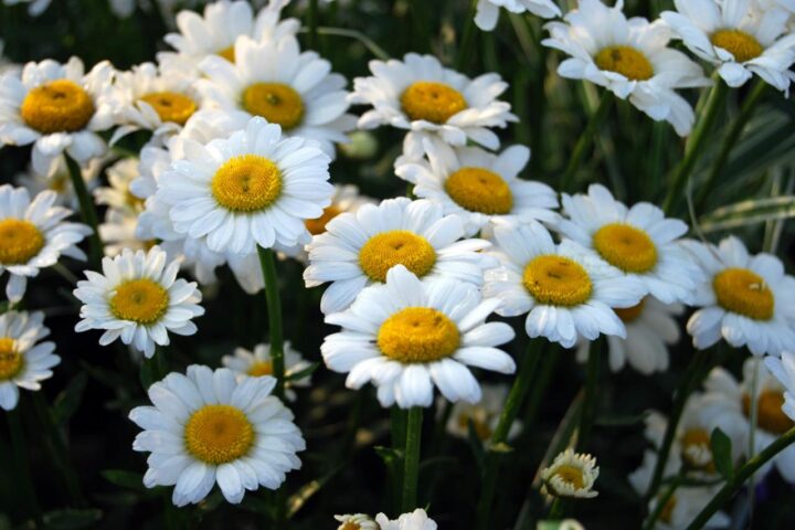 10 Poisonous Plants Your Dog Should Avoid