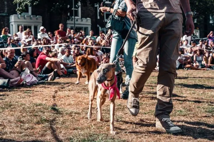 7 Tips for Running A Dog Show