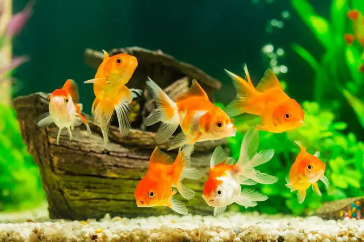 5 Ways to know if your Fish Tank is Overcrowded