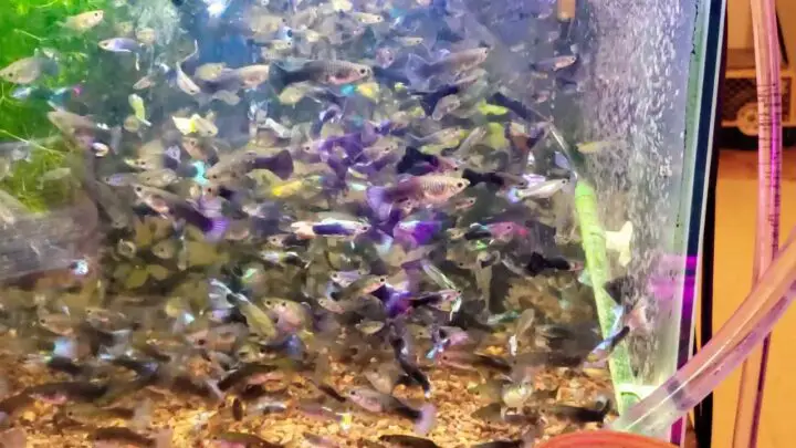 5 Ways to know if your Fish Tank is Overcrowded