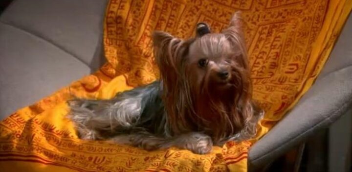 Funny dog names