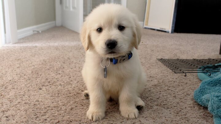 Funny dog names