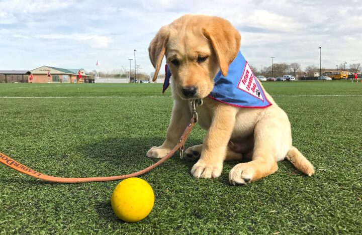 Need Help Training Your Puppy?