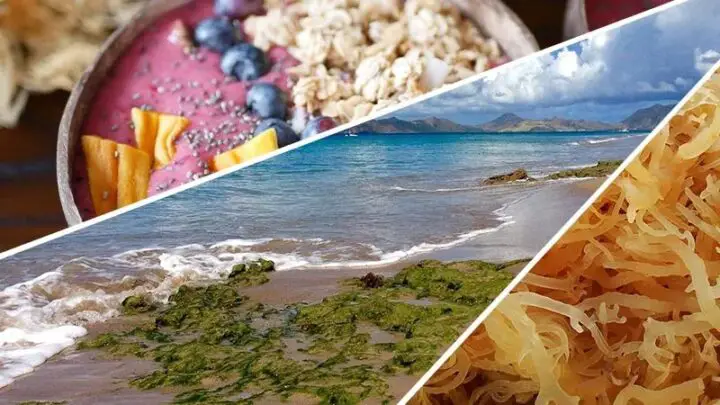 Everything You Need to Know About Sea Moss