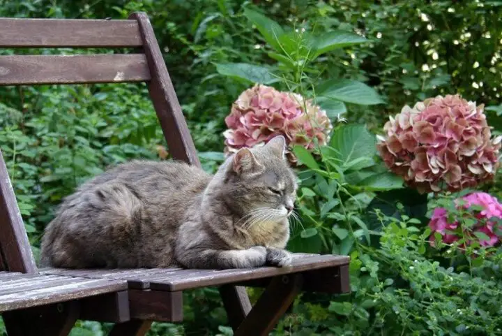 7 Tips for Creating a Cat Friendly Backyard