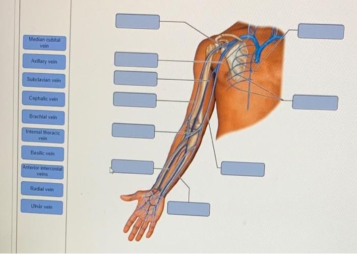 How to Find Median Cubital Vein