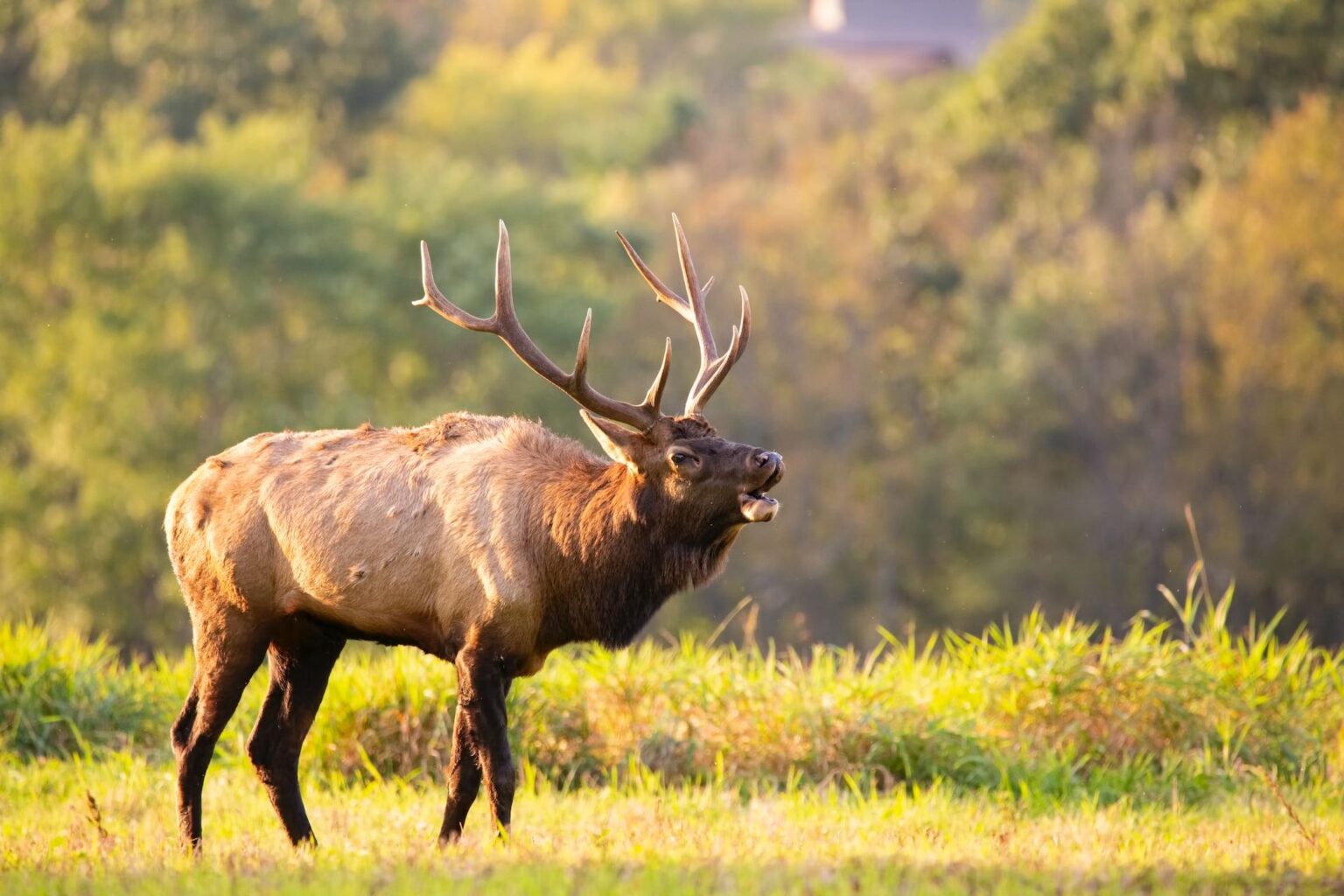Learn the Habits of Highly Successful Deer Hunters