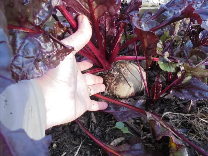 Growing Vegetables in the Winter in Your Outdoor Space