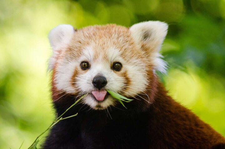Saving the Red Pandas: Unveiling the Reasons behind their Endangered Status