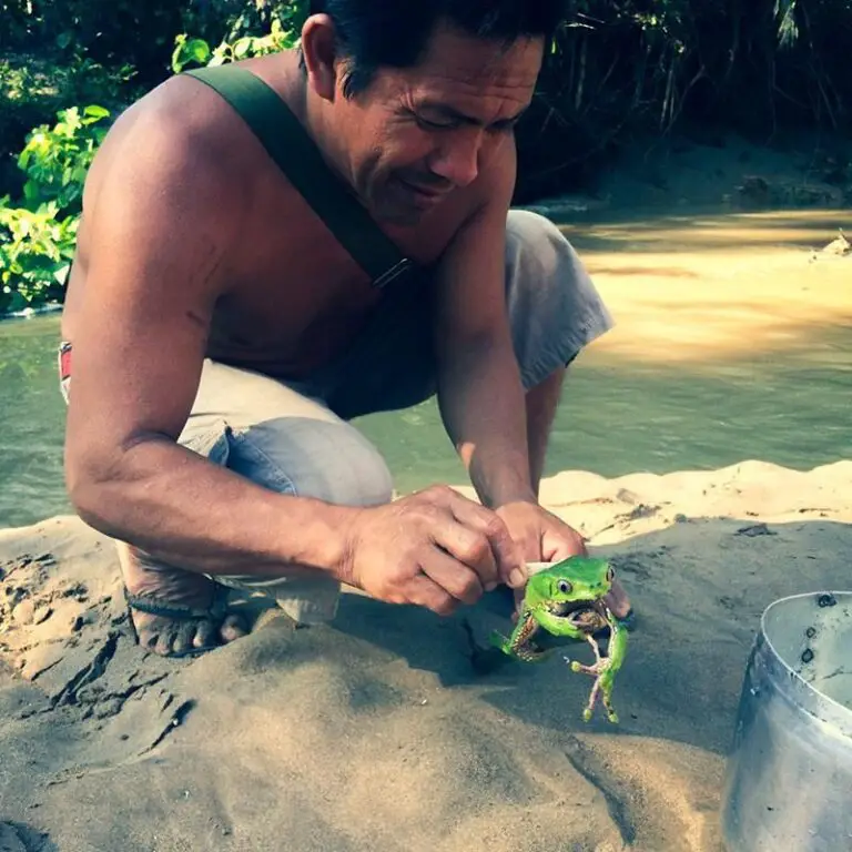 What Is Kambo? Unraveling the Secrets of this Ancient Amazonian Healing ...